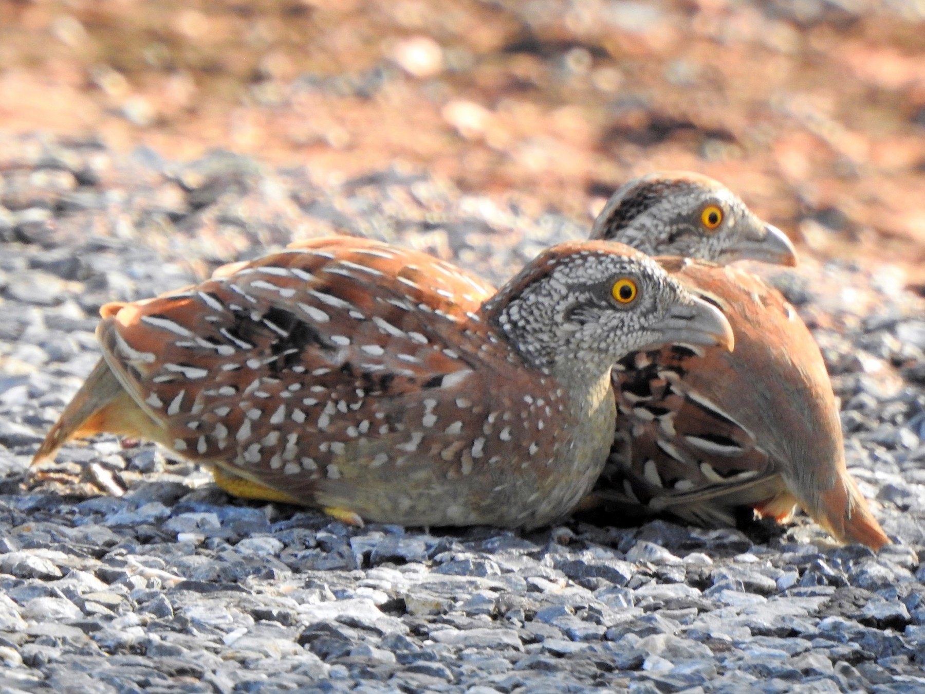Chestnut-backed Buttonquail - eBird