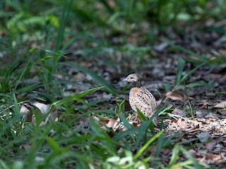 Painted Buttonquail - eBird
