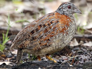 Painted Buttonquail - Turnix varius - Birds of the World
