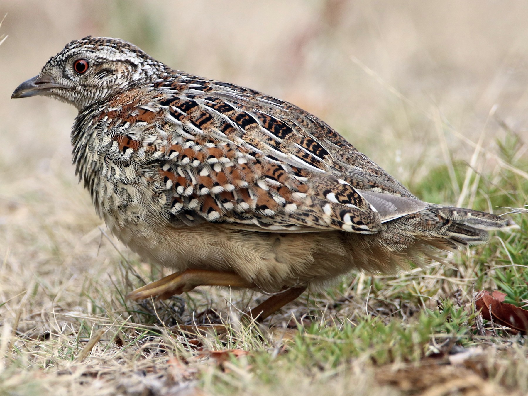 Painted Buttonquail - eBird