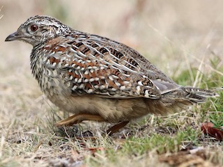 Painted Buttonquail - eBird