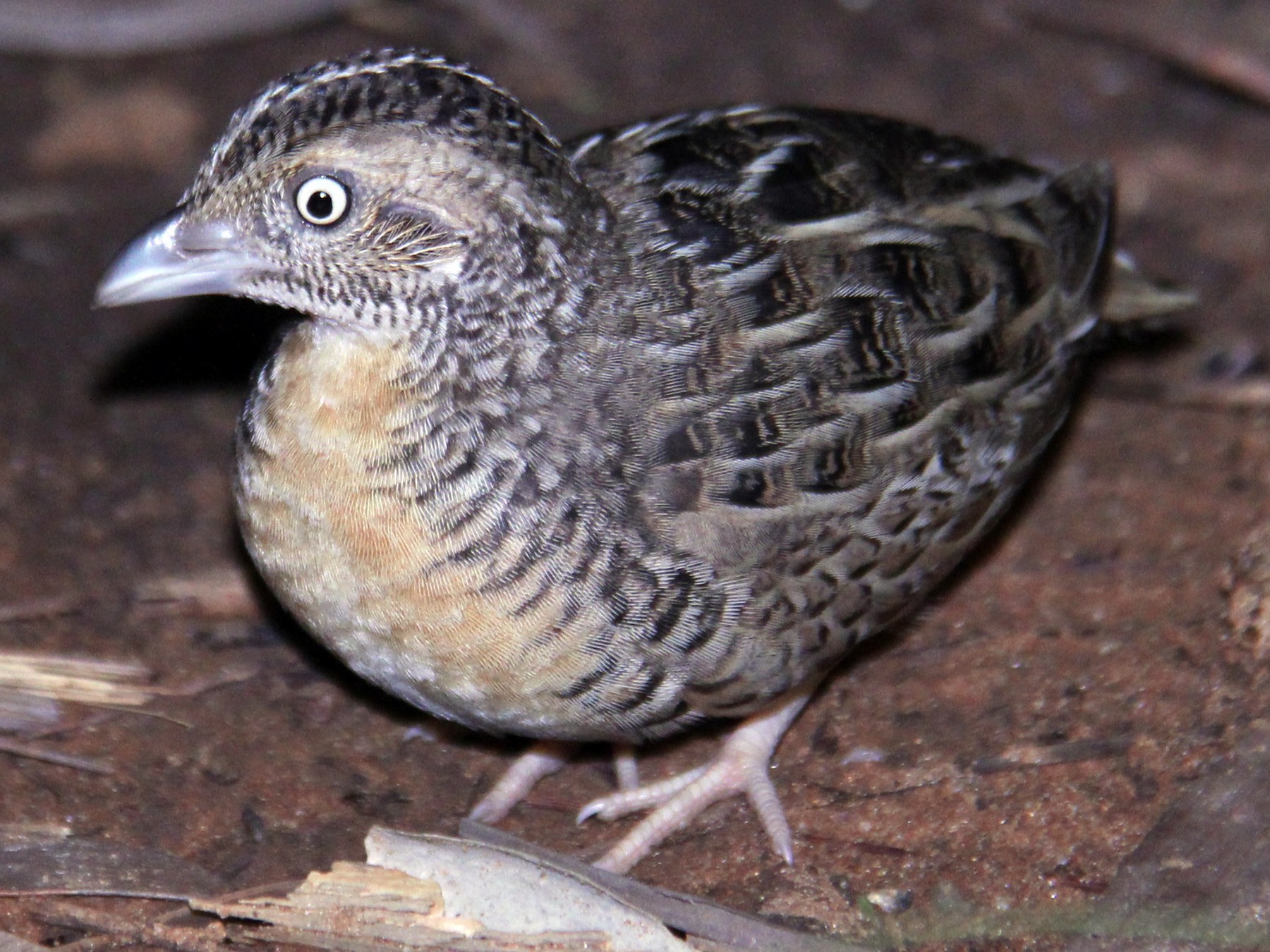 Red Breasted Button Quail