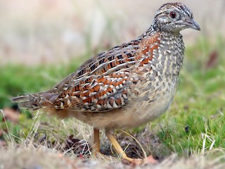 Painted Buttonquail - eBird