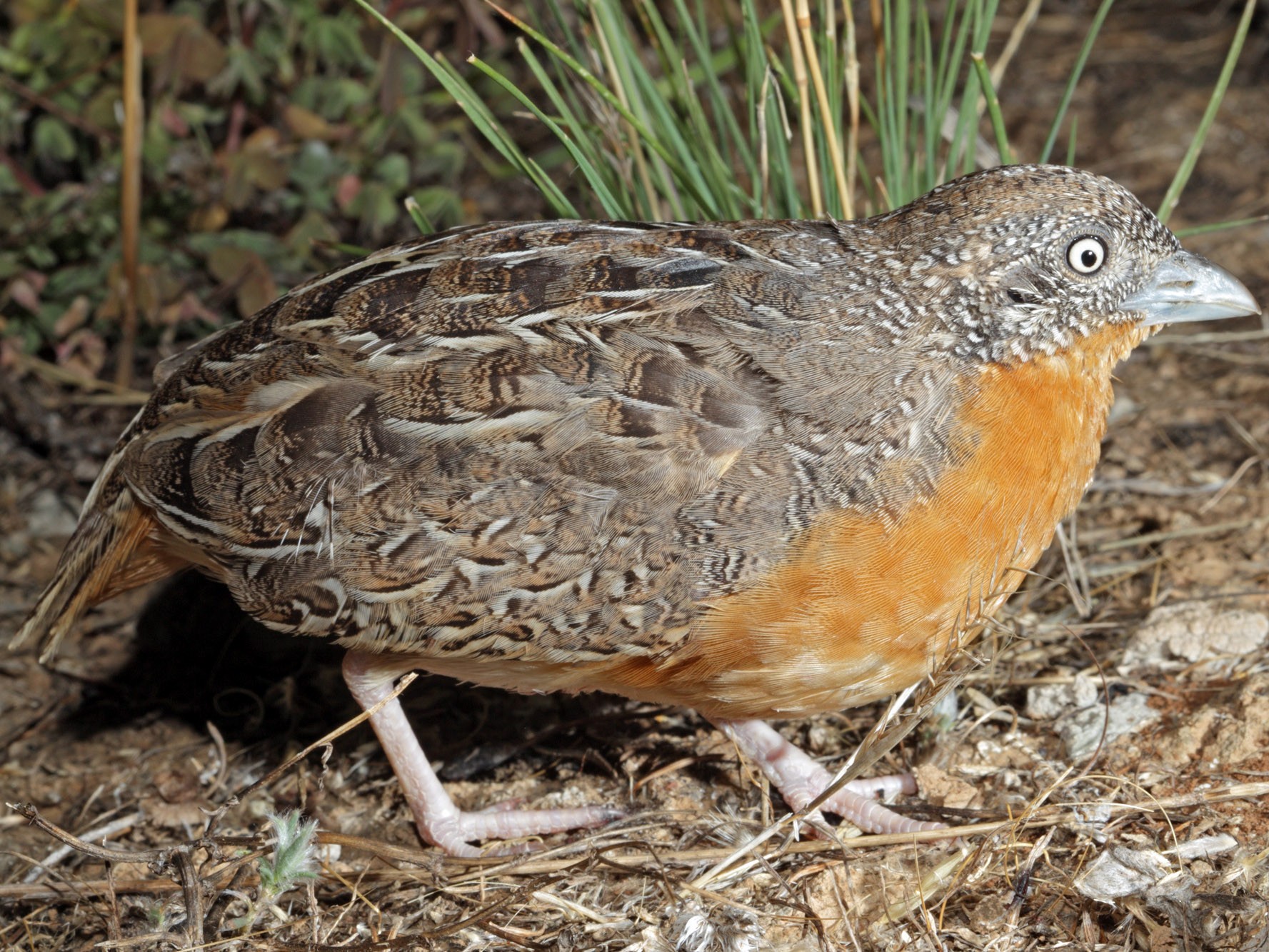 Red-chested Buttonquail - eBird