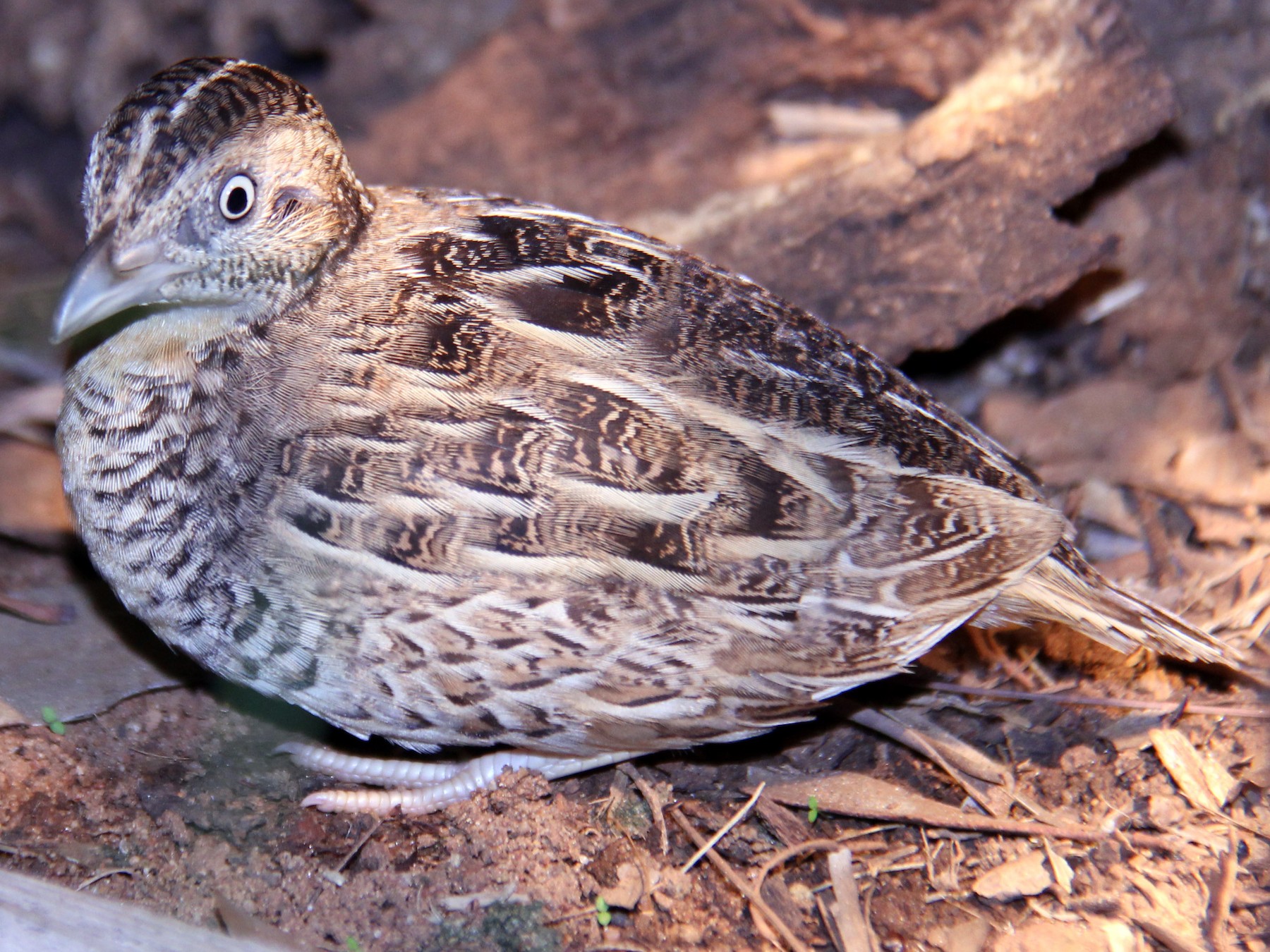 Red Breasted Button Quail
