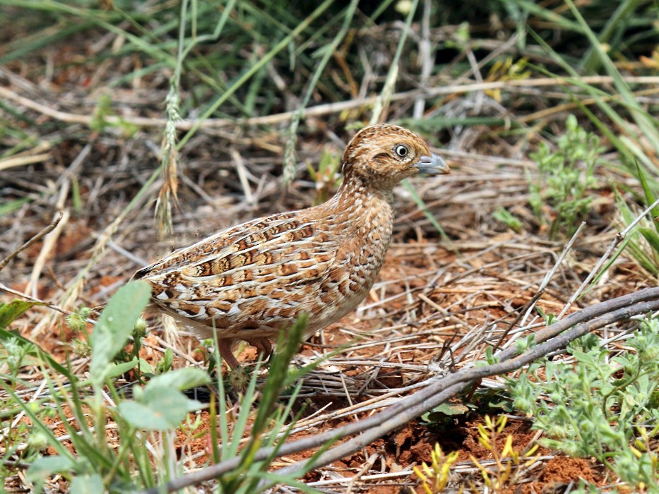 Little Buttonquail - eBird
