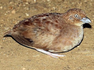 Little Buttonquail - eBird
