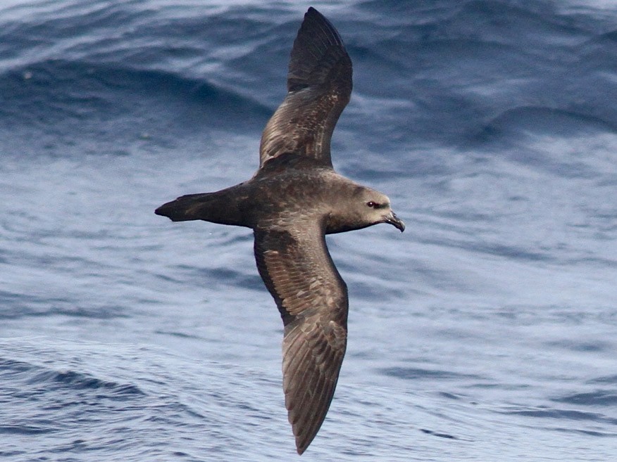 Great-winged Petrel - Pterodroma macroptera - Birds of the World