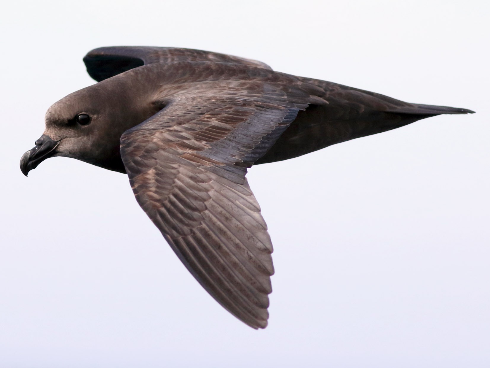 Great-winged Petrel - eBird