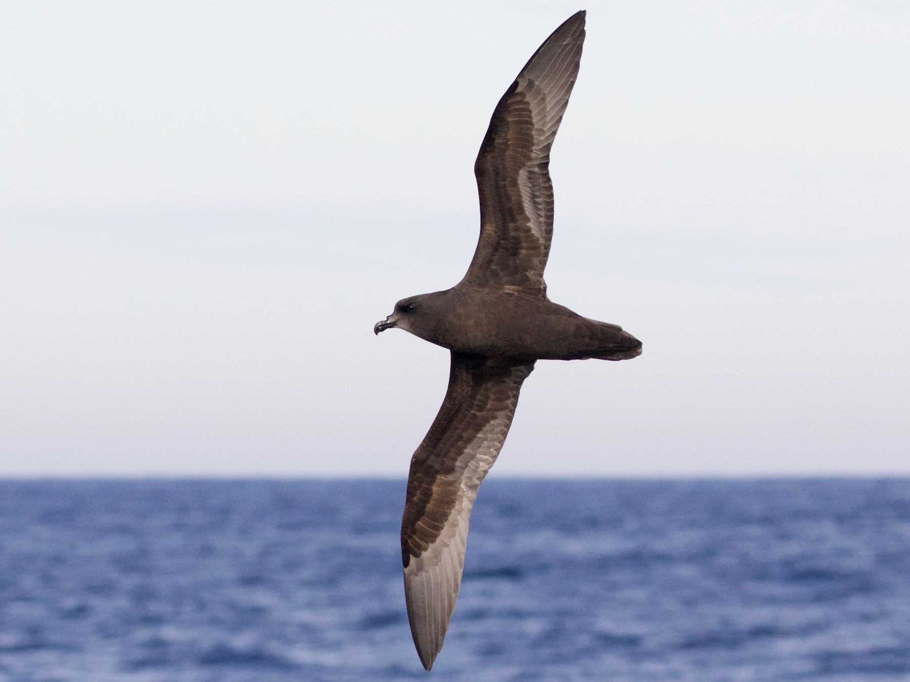 Great-winged Petrel - eBird