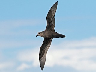 Great-winged Petrel - eBird