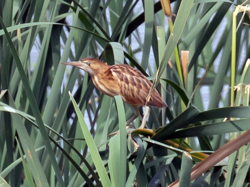 Black-backed Bittern - eBird
