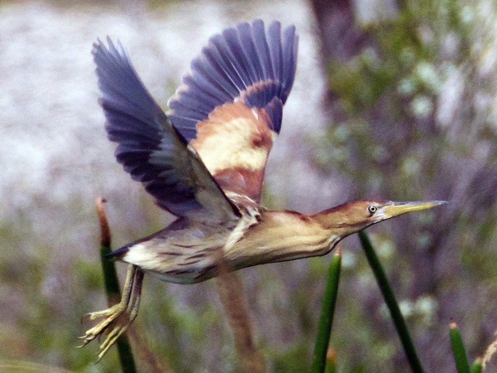 Black-backed Bittern - eBird