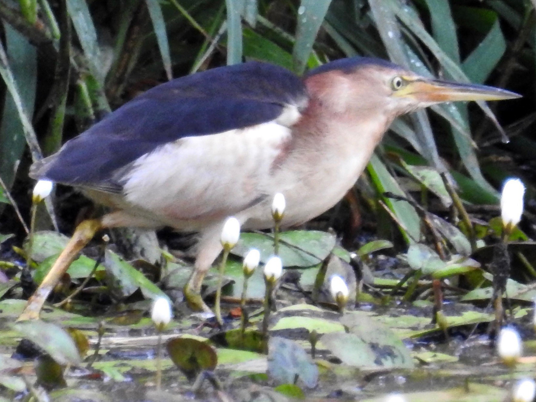 Black-backed Bittern - eBird