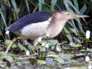 Black-backed Bittern - Ixobrychus dubius - Birds of the World