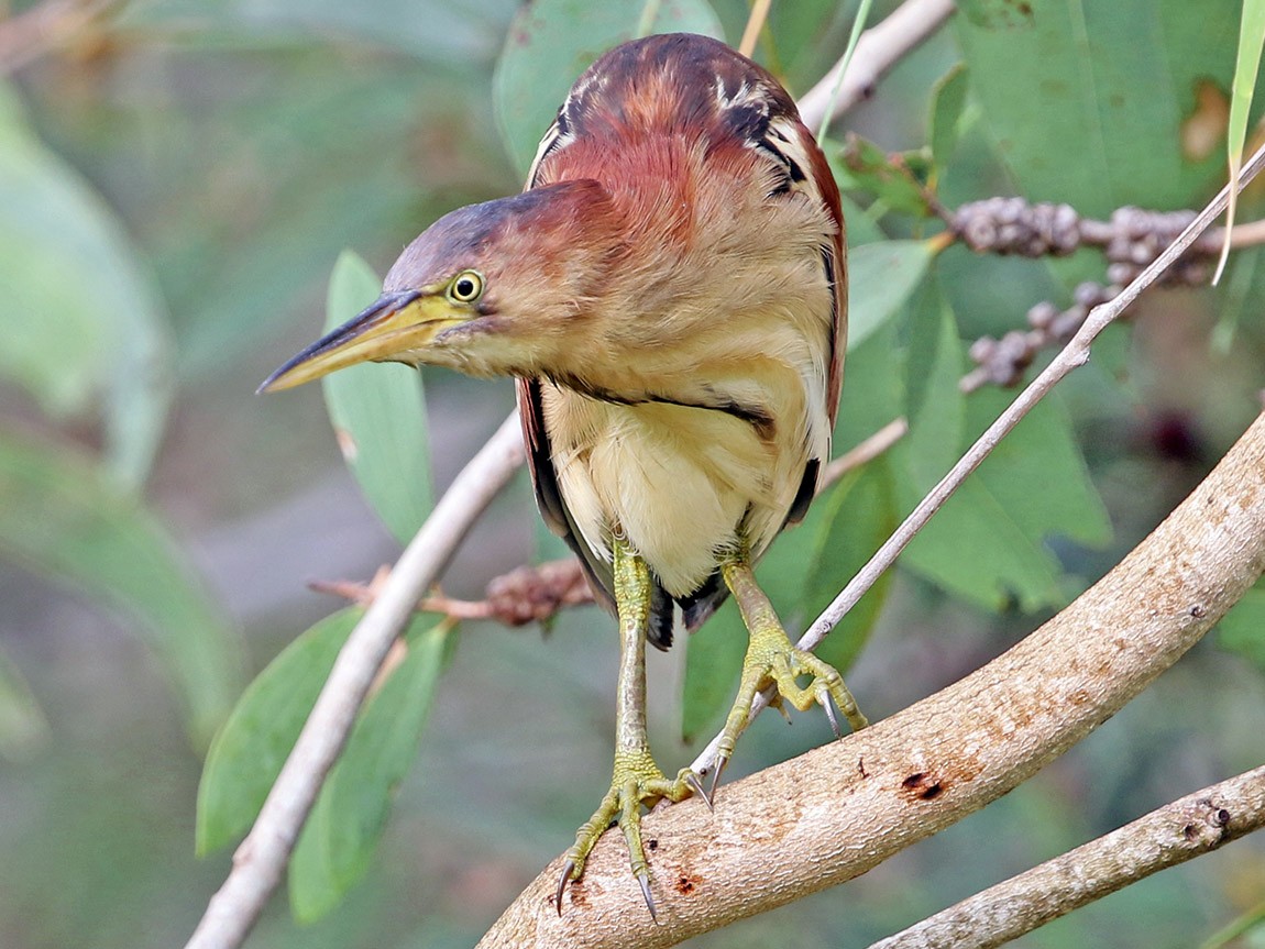 Black-backed Bittern - eBird