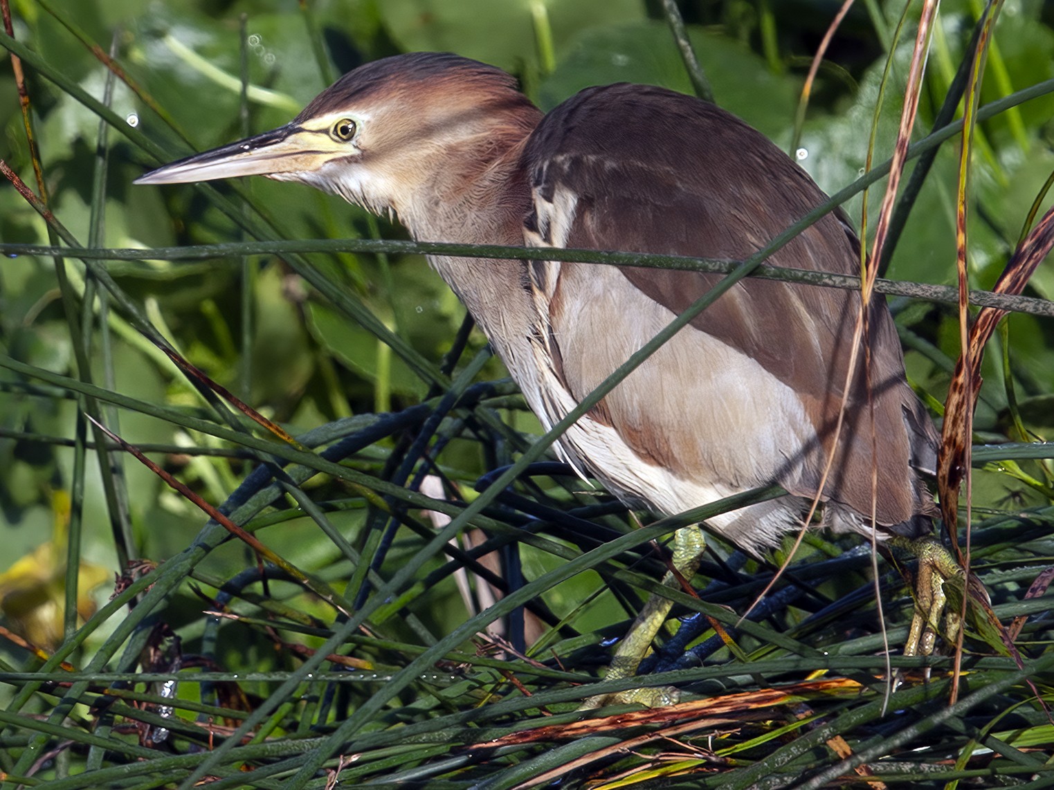 Black-backed Bittern - eBird