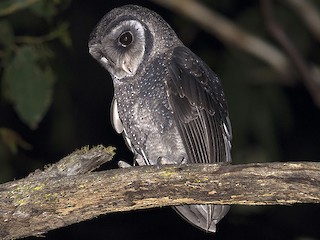 Greater/Lesser Sooty Owl - eBird