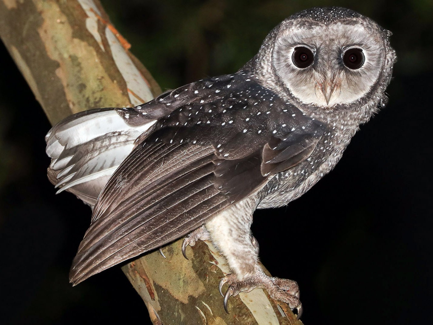 Sooty Owl - eBird