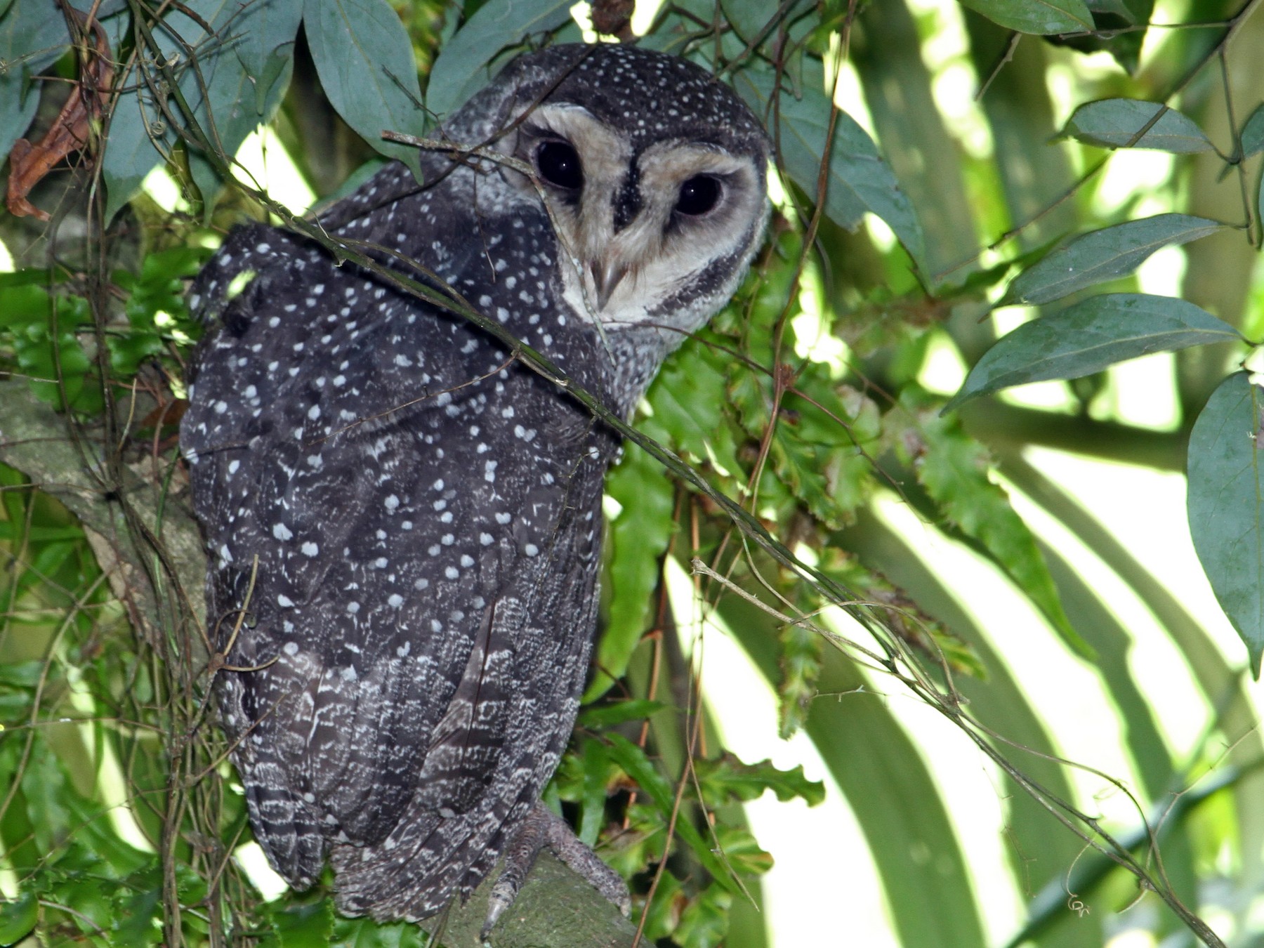 Sooty Owl - eBird