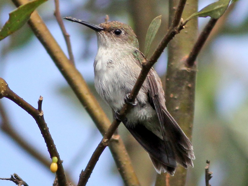 Olive-spotted Hummingbird - eBird