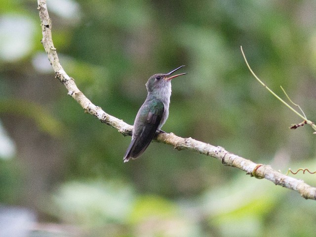 Photos - Olive-spotted Hummingbird - Talaphorus chlorocercus - Birds of ...