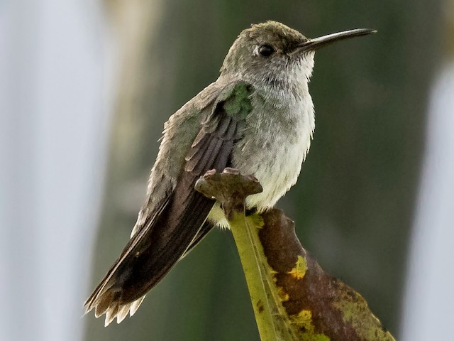 Photos - Olive-spotted Hummingbird - Talaphorus chlorocercus - Birds of ...