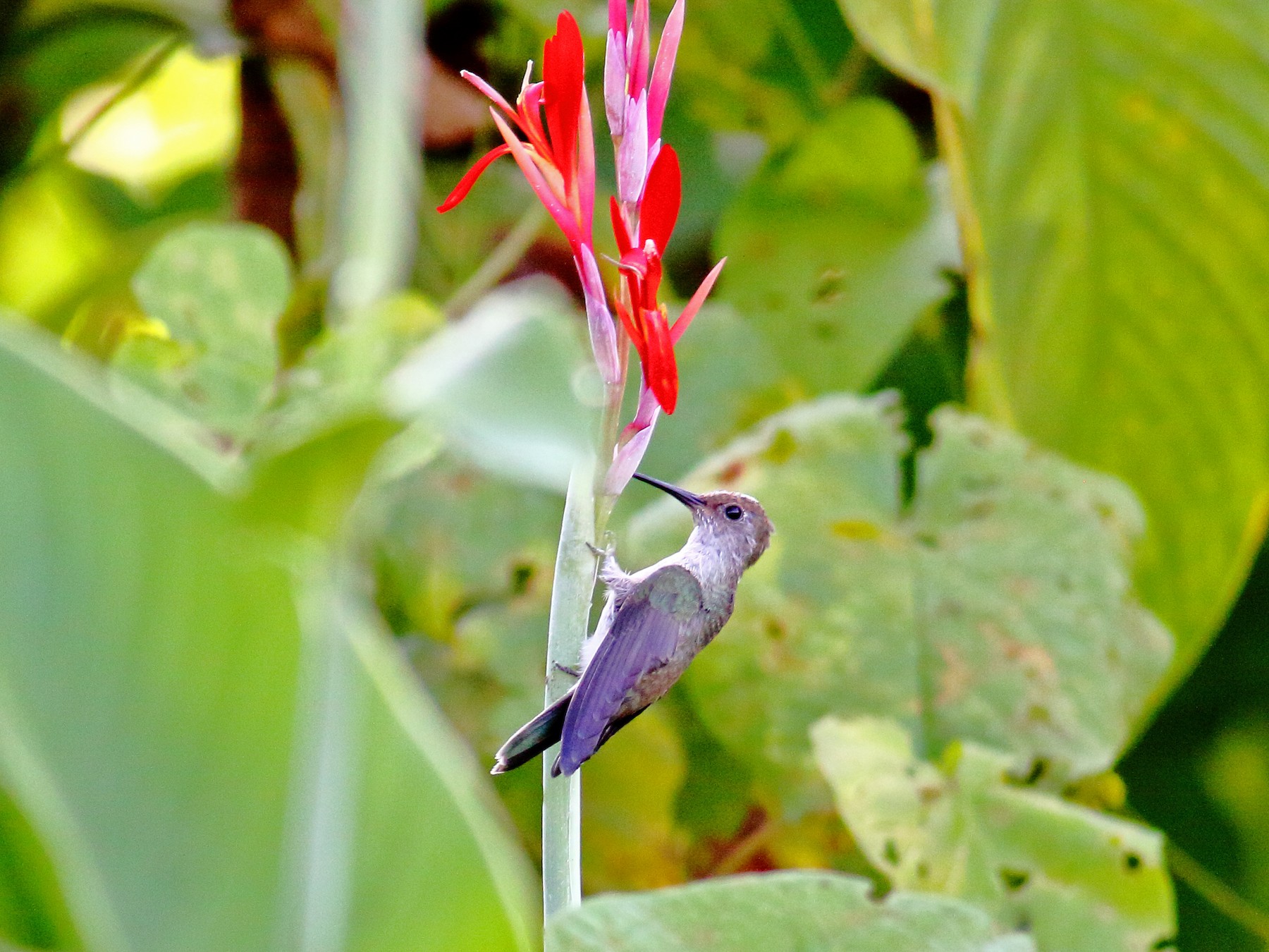 Olive-spotted Hummingbird - eBird