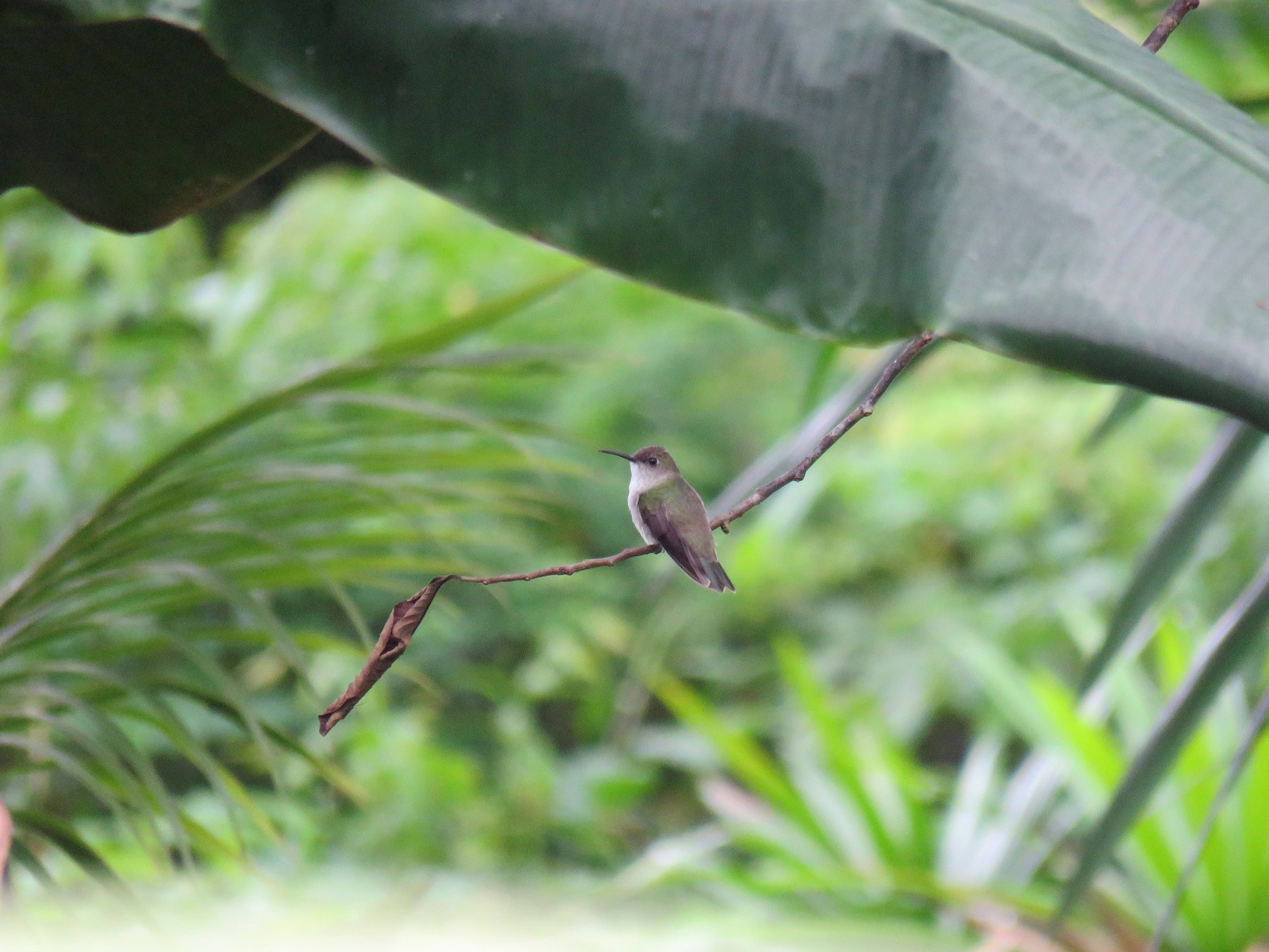 Olive-spotted Hummingbird - eBird