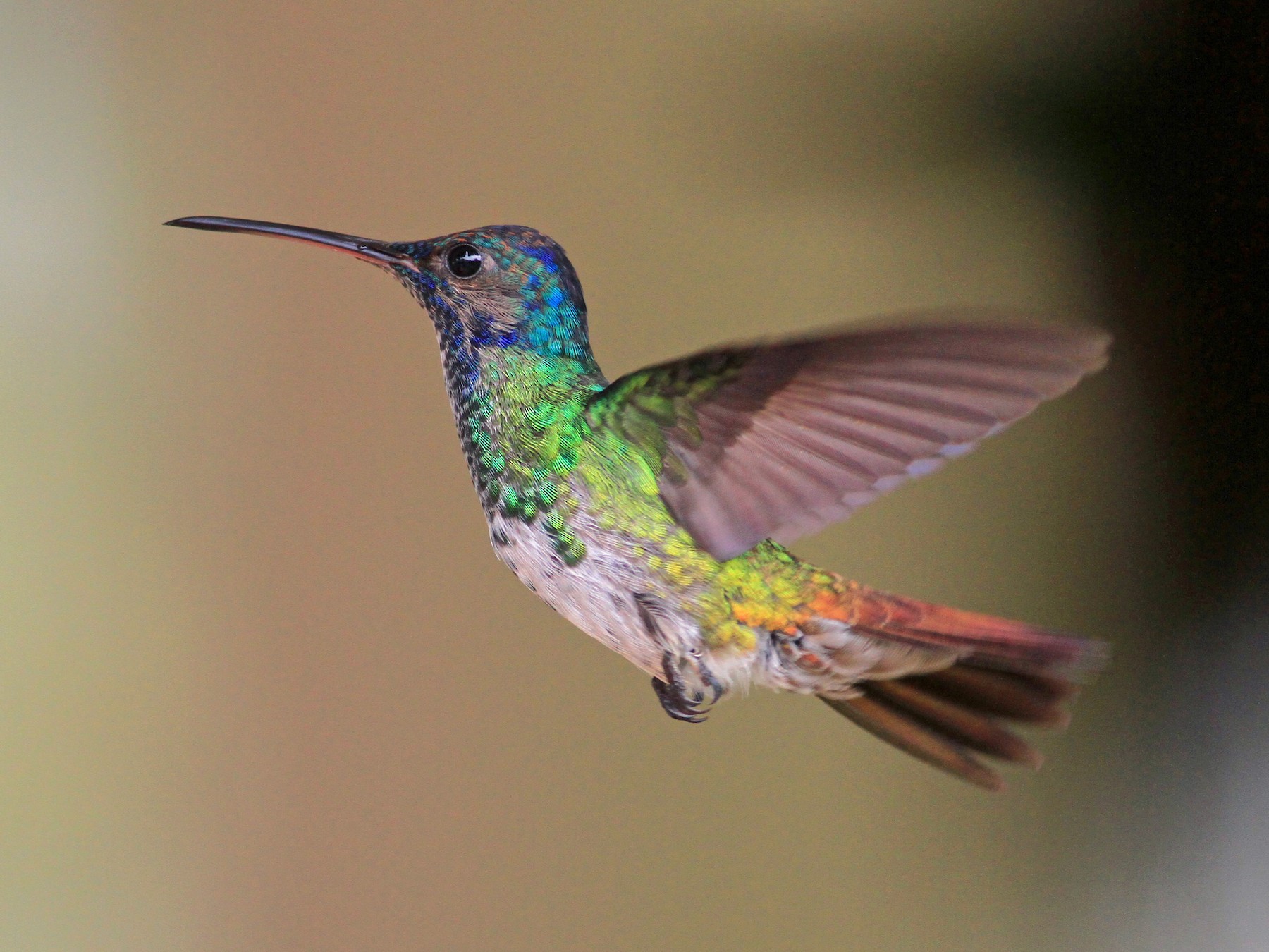Golden Sapphire Hummingbirds