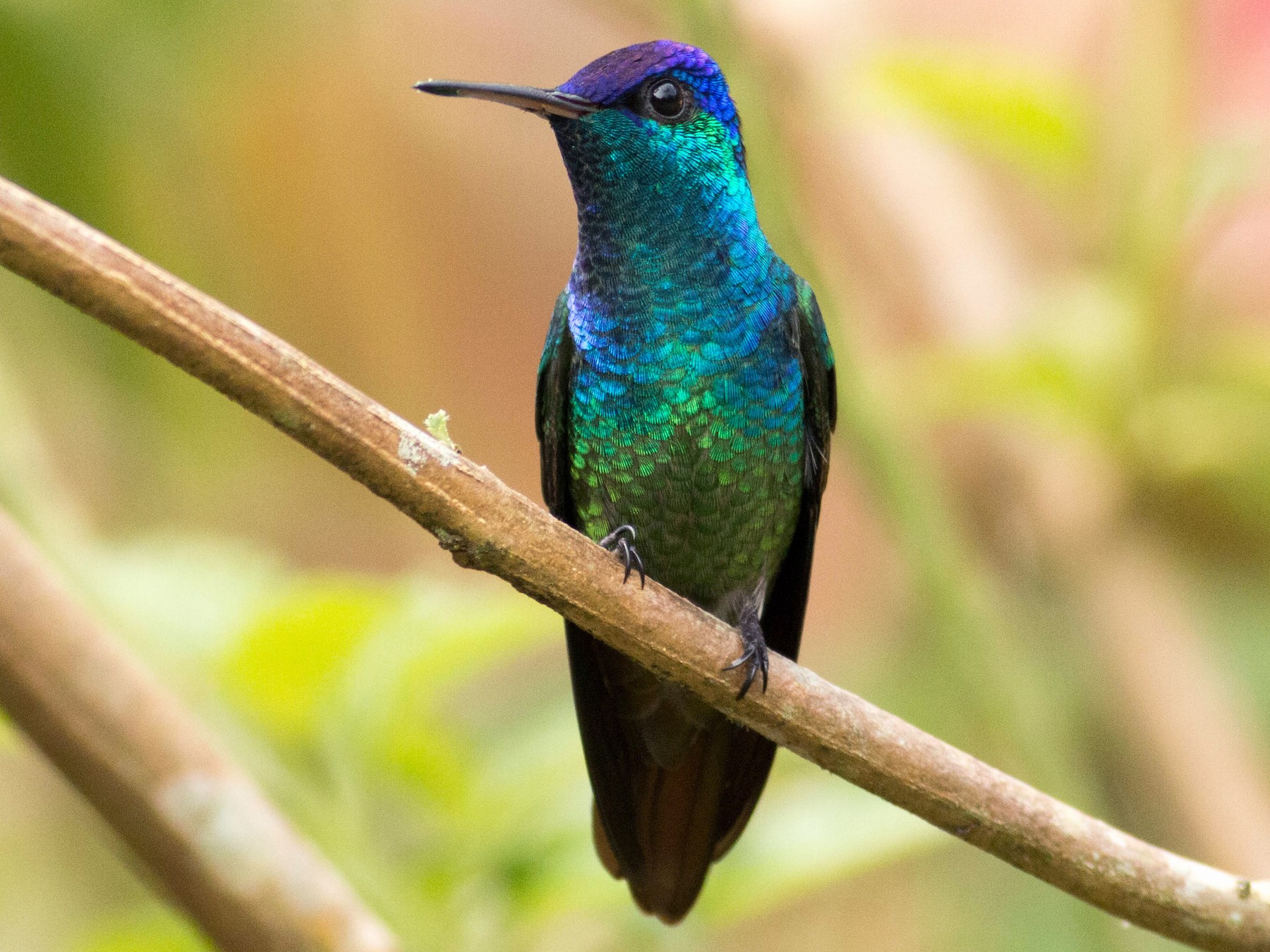 Golden Sapphire Hummingbirds