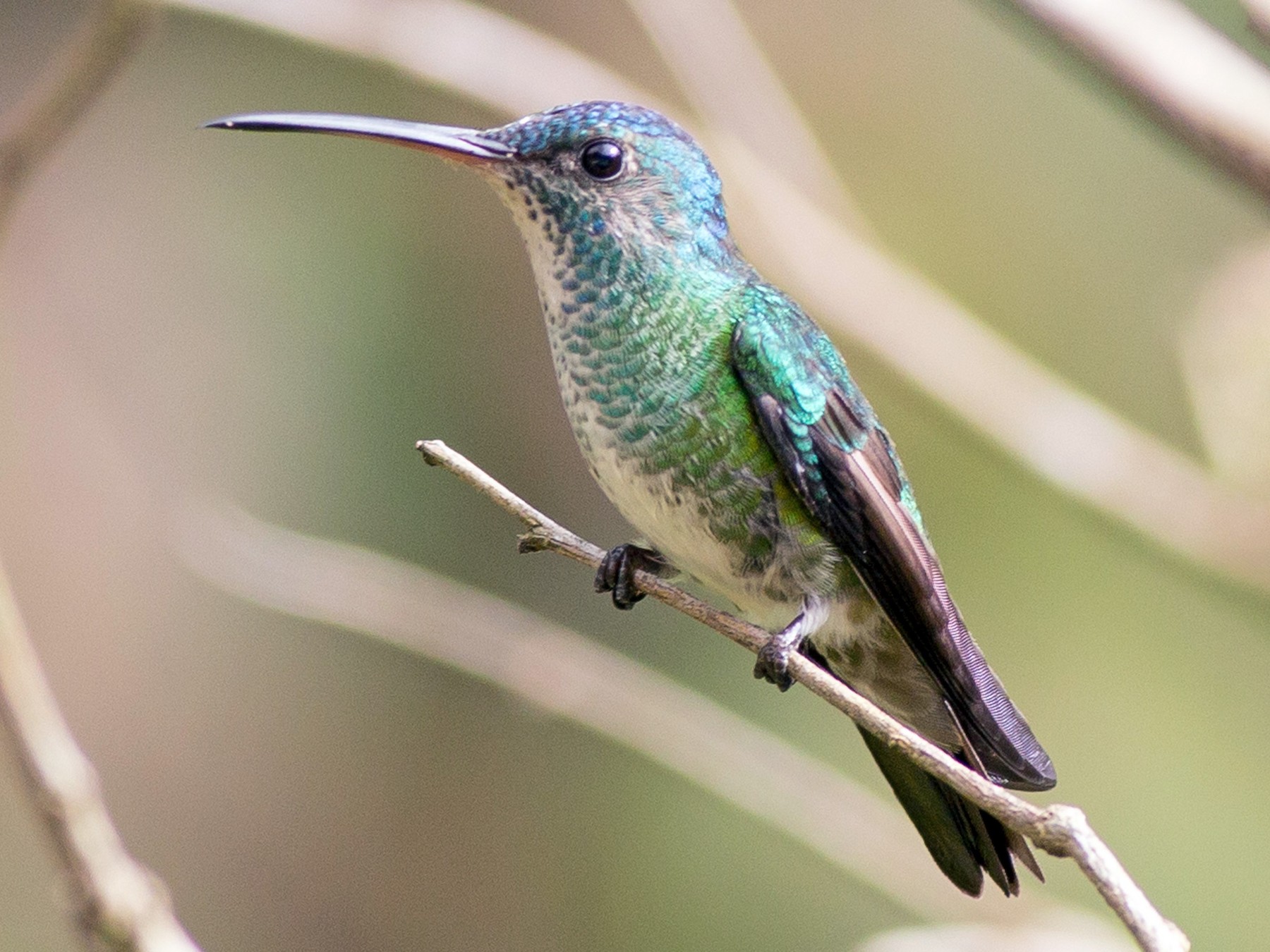 Golden Sapphire Hummingbirds