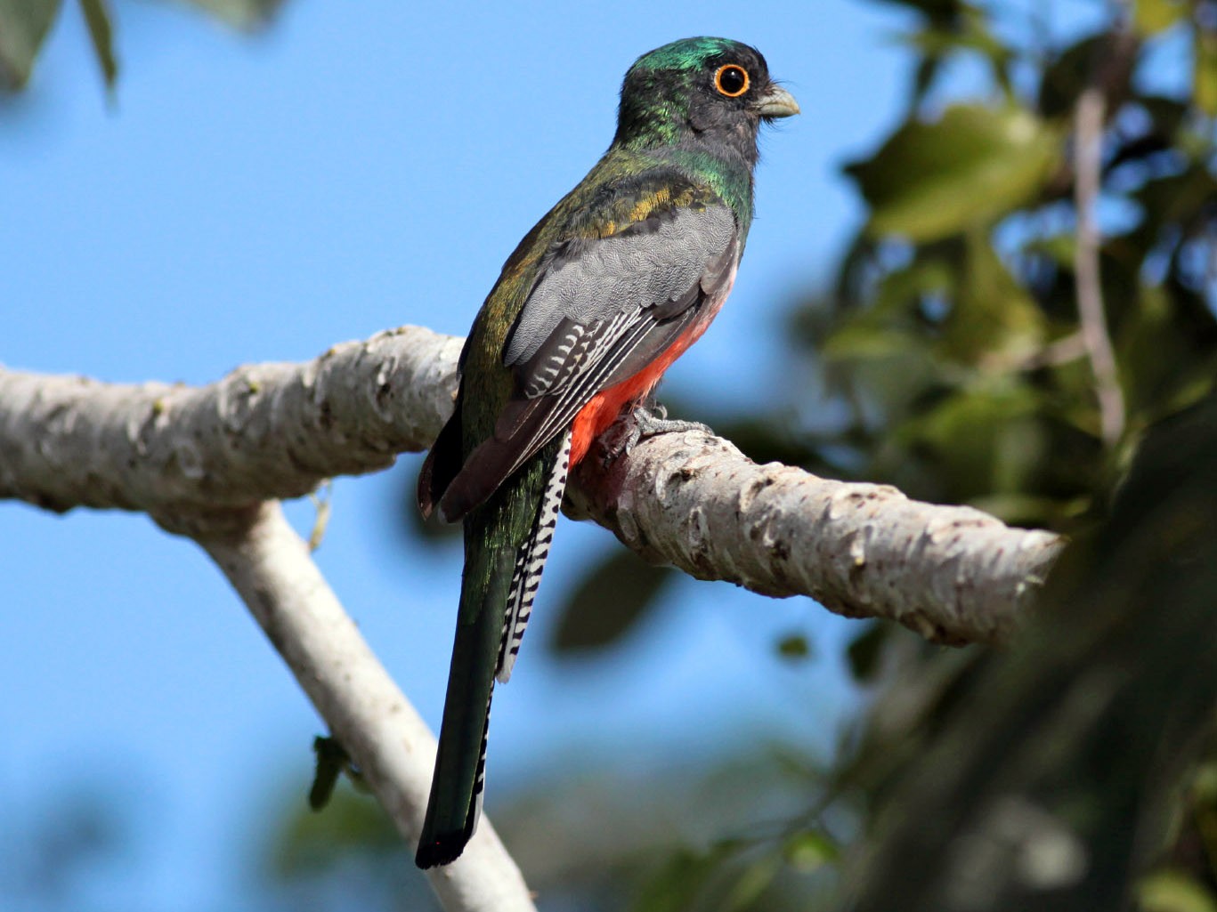 Blue-crowned Trogon - eBird
