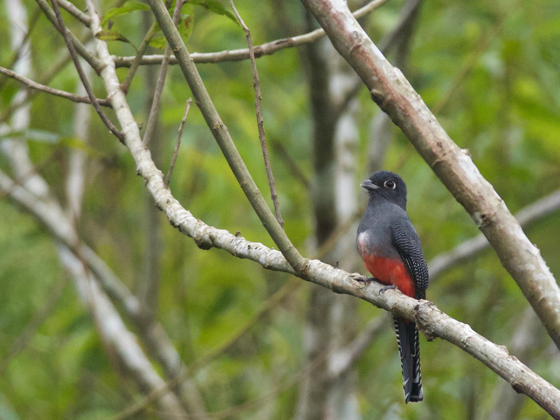 Blue-crowned Trogon - eBird