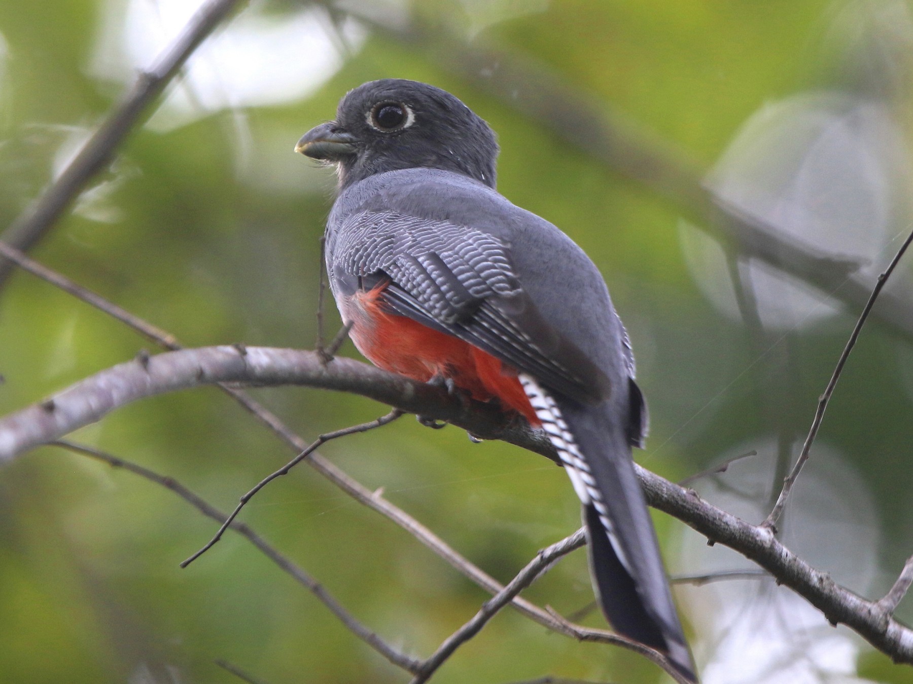 Blue-crowned Trogon - eBird