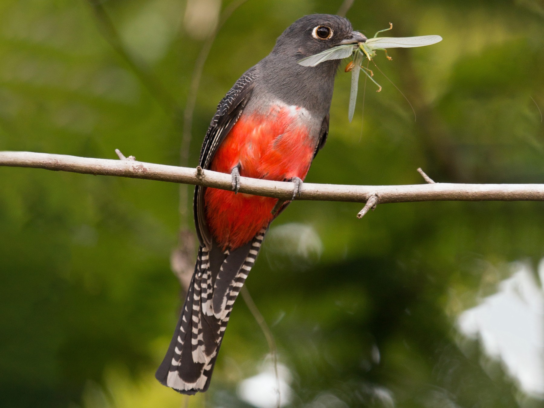 Blue-crowned Trogon - eBird