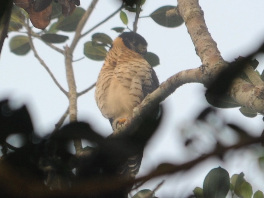 Buckley's Forest-Falcon - eBird