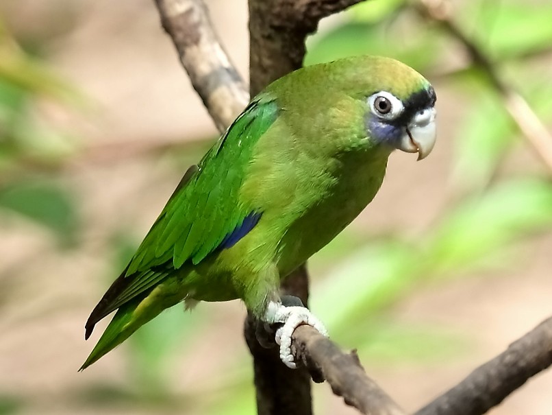 Scarlet-shouldered Parrotlet - Touit huetii - Birds of the World