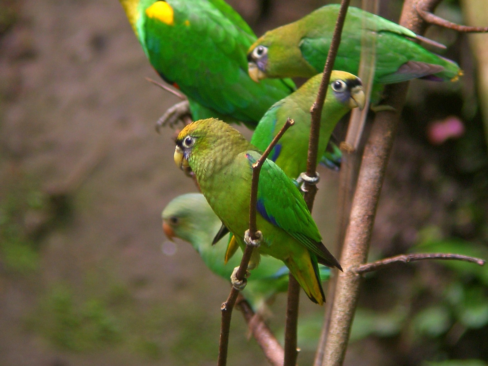 Scarlet-shouldered Parrotlet - eBird