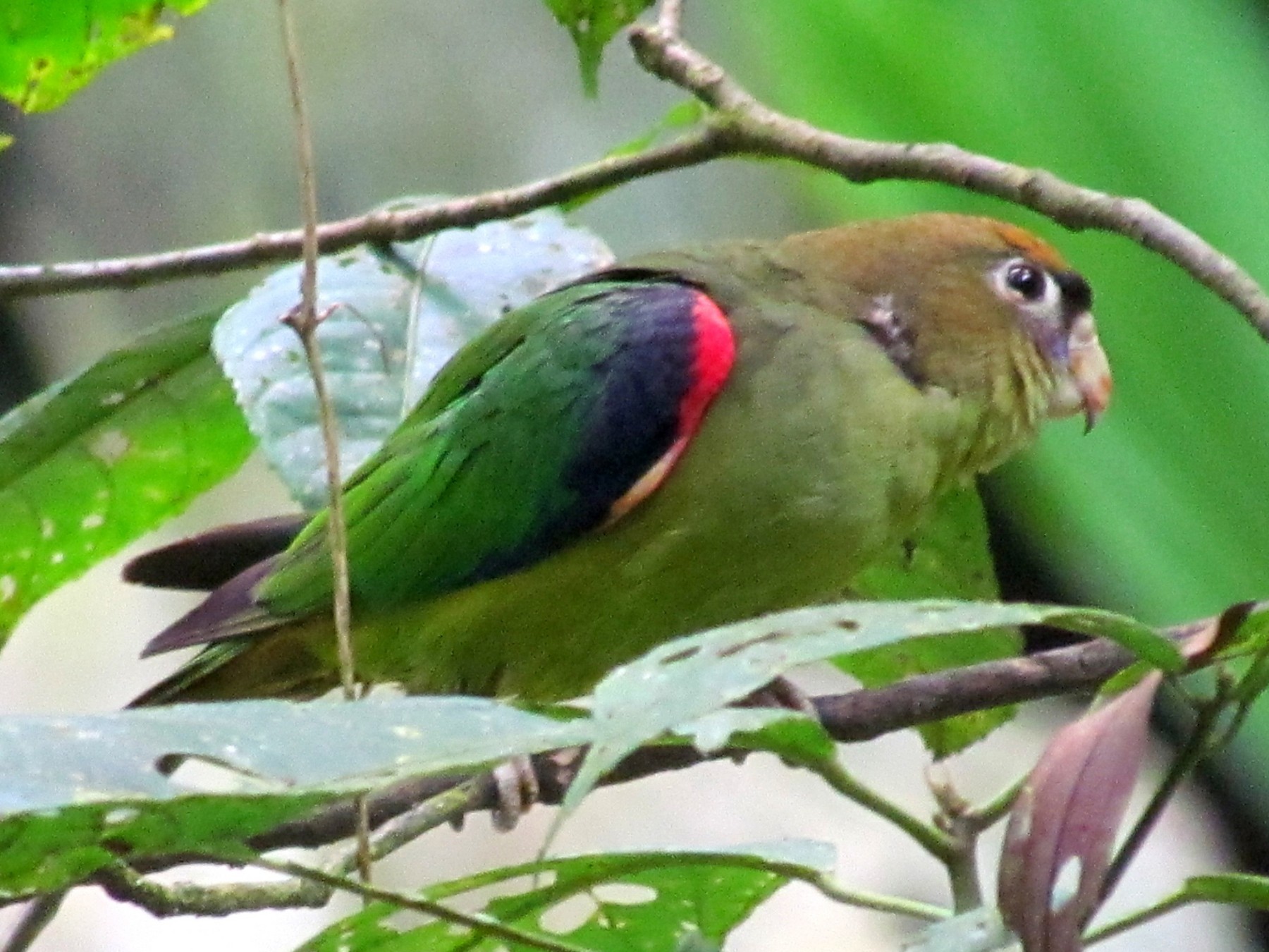 Scarlet-shouldered Parrotlet - eBird