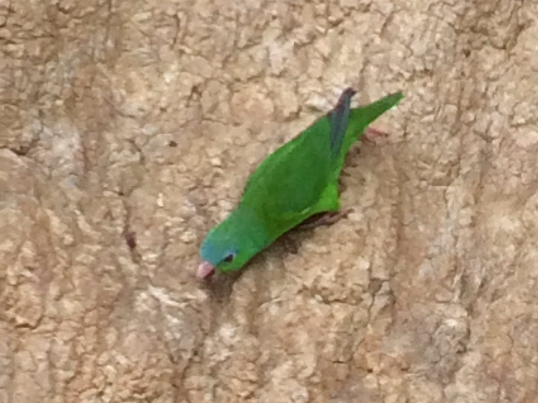 Amazonian Parrotlet - eBird