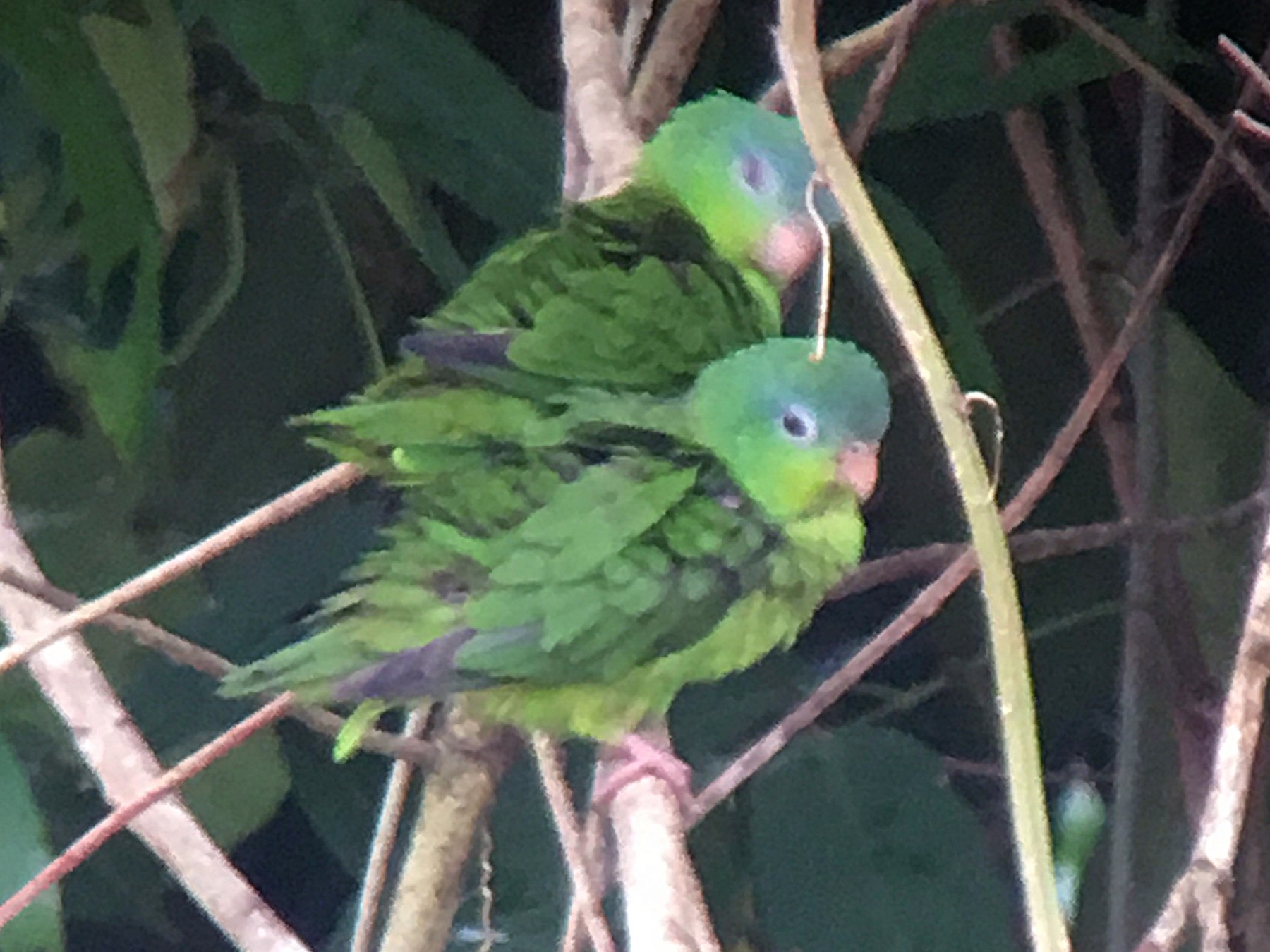 Amazonian Parrotlet - eBird