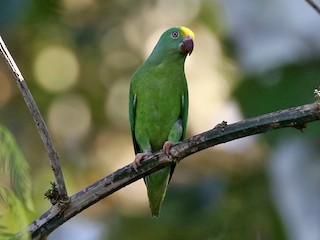 Tui Parakeet - eBird