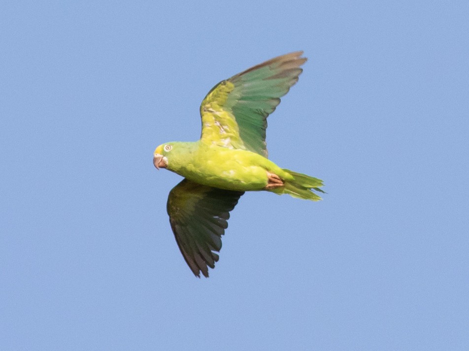 Tui Parakeet - eBird