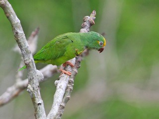 Tui Parakeet - eBird