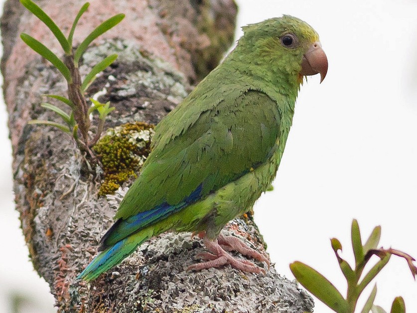 Cobalt-winged Parakeet - Brotogeris cyanoptera - Birds of the World