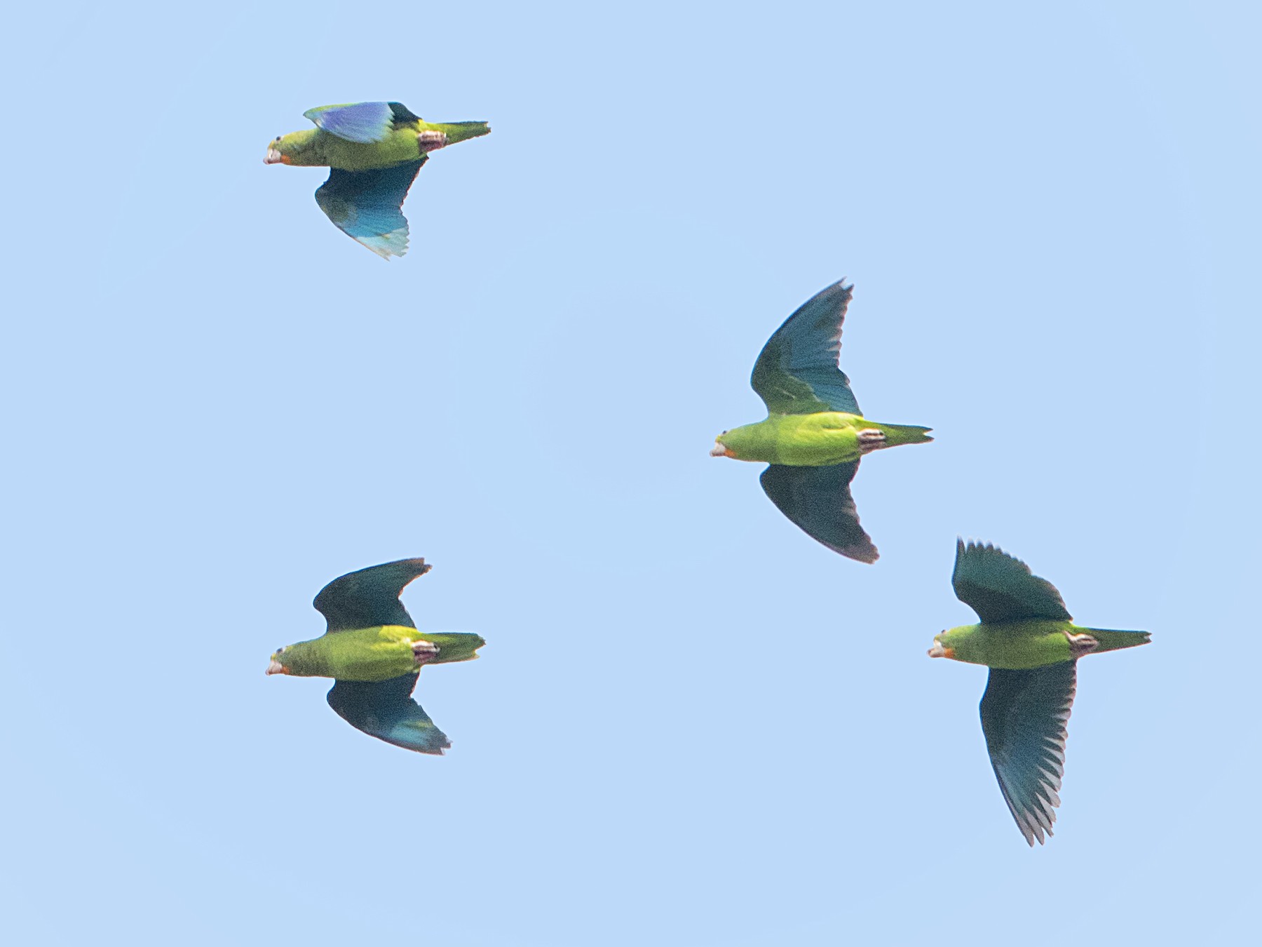 Cobalt-winged Parakeet - eBird