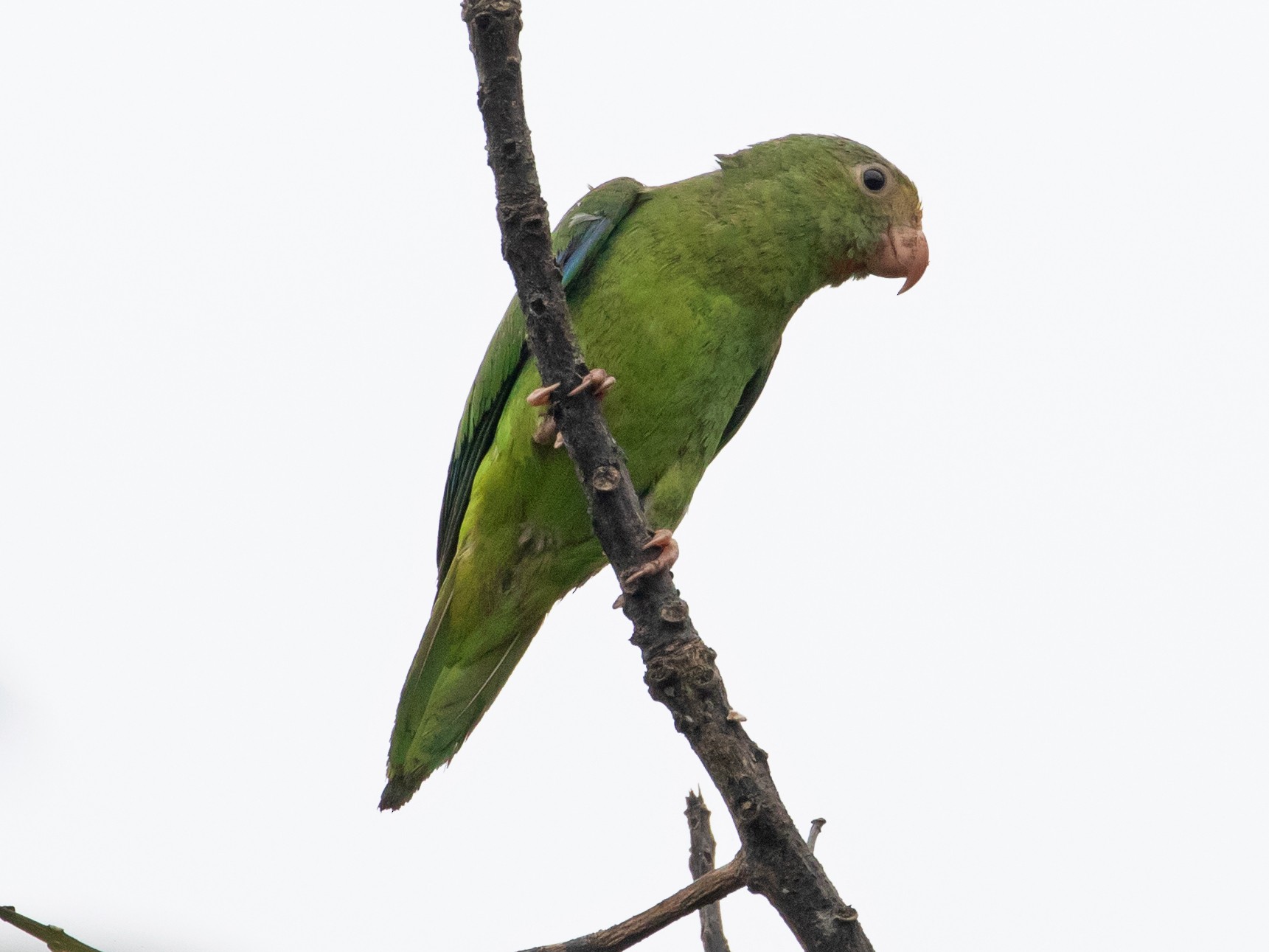 Cobalt-winged Parakeet - eBird