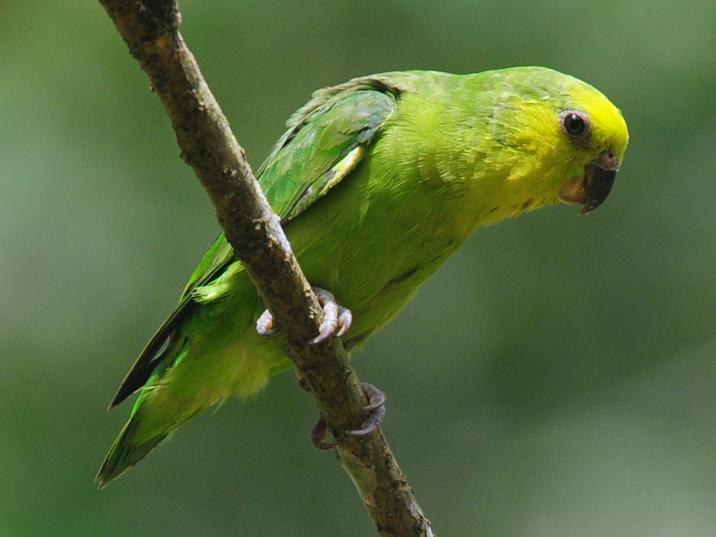 Dusky-billed Parrotlet - eBird