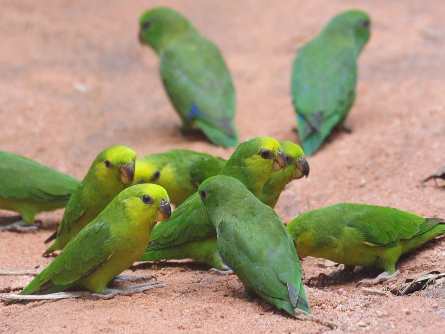 Dusky-billed Parrotlet - eBird
